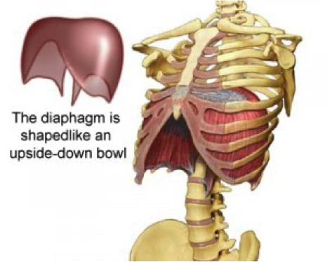 Crocodile Breathing Technique — Fitness Doctrine